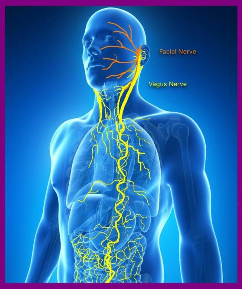 Vagus Nerve - Ohana Yoga Studio Vagus Nerve - Ohana Yoga Studio