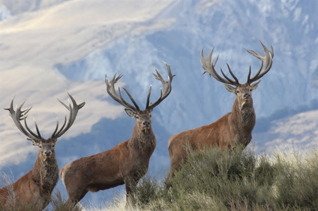 World-renowned Manuka Point Station hits the market • Ray White